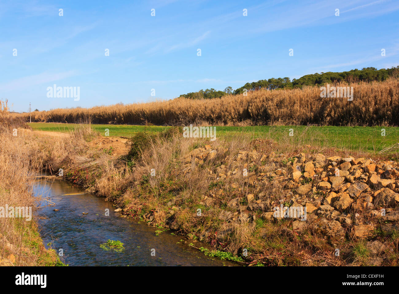 Landscape of a small river trough forest Stock Photo - Alamy