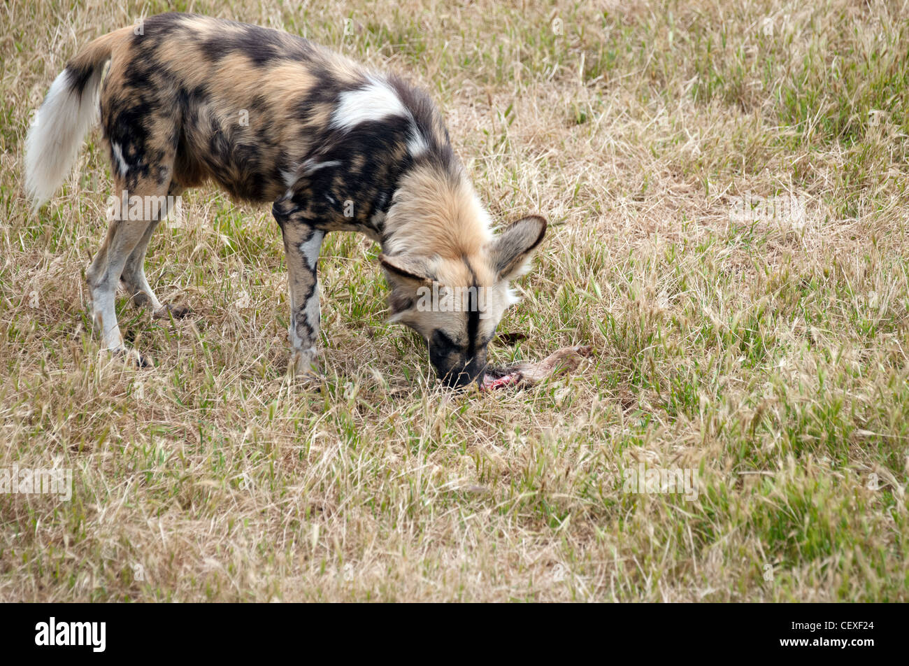 photo of a cape hunting dog eating meat Stock Photo - Alamy