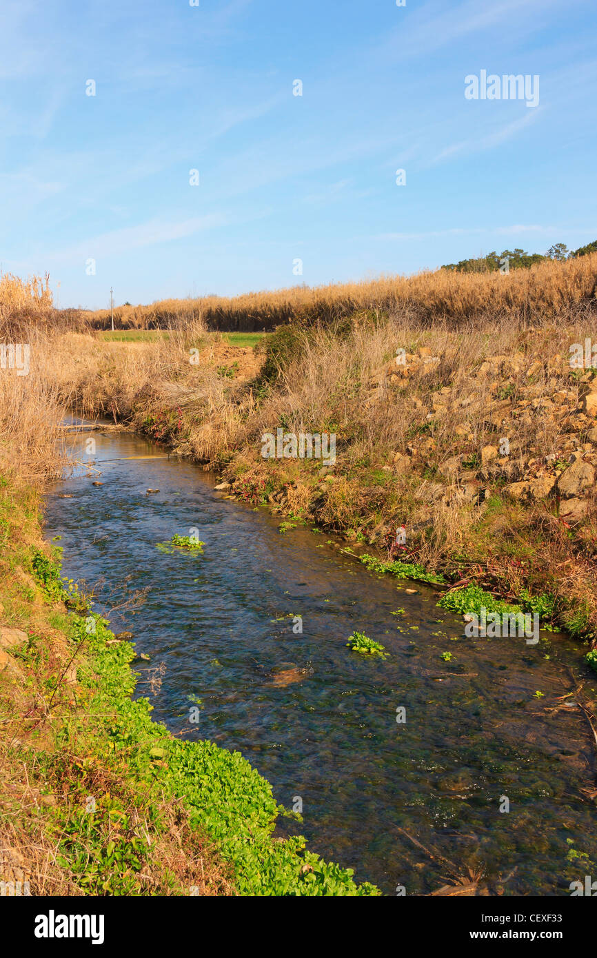 Landscape of a small river trough forest Stock Photo - Alamy