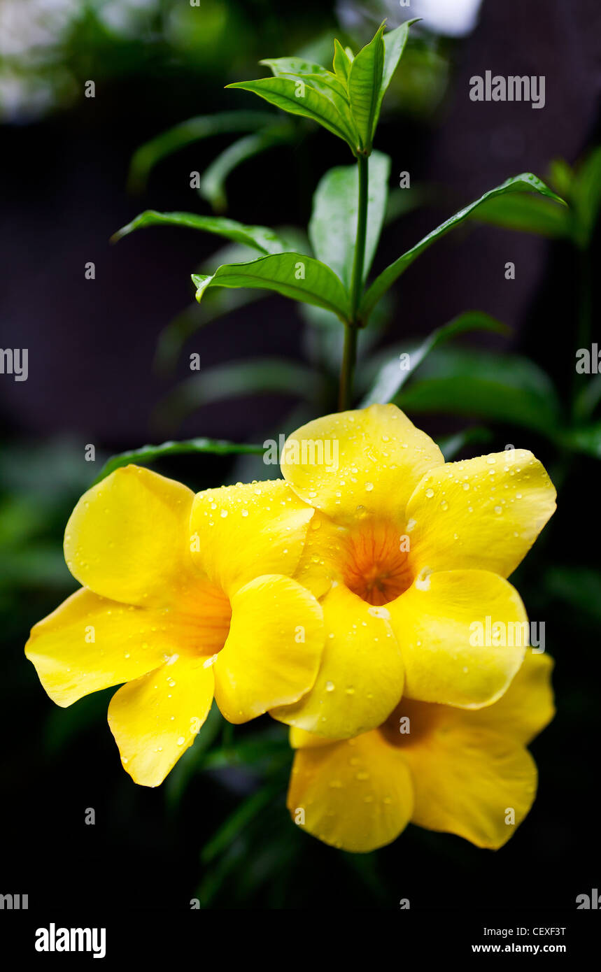 Indigenous flowers grow in the lush rain forest in exotic Tagaytay ...