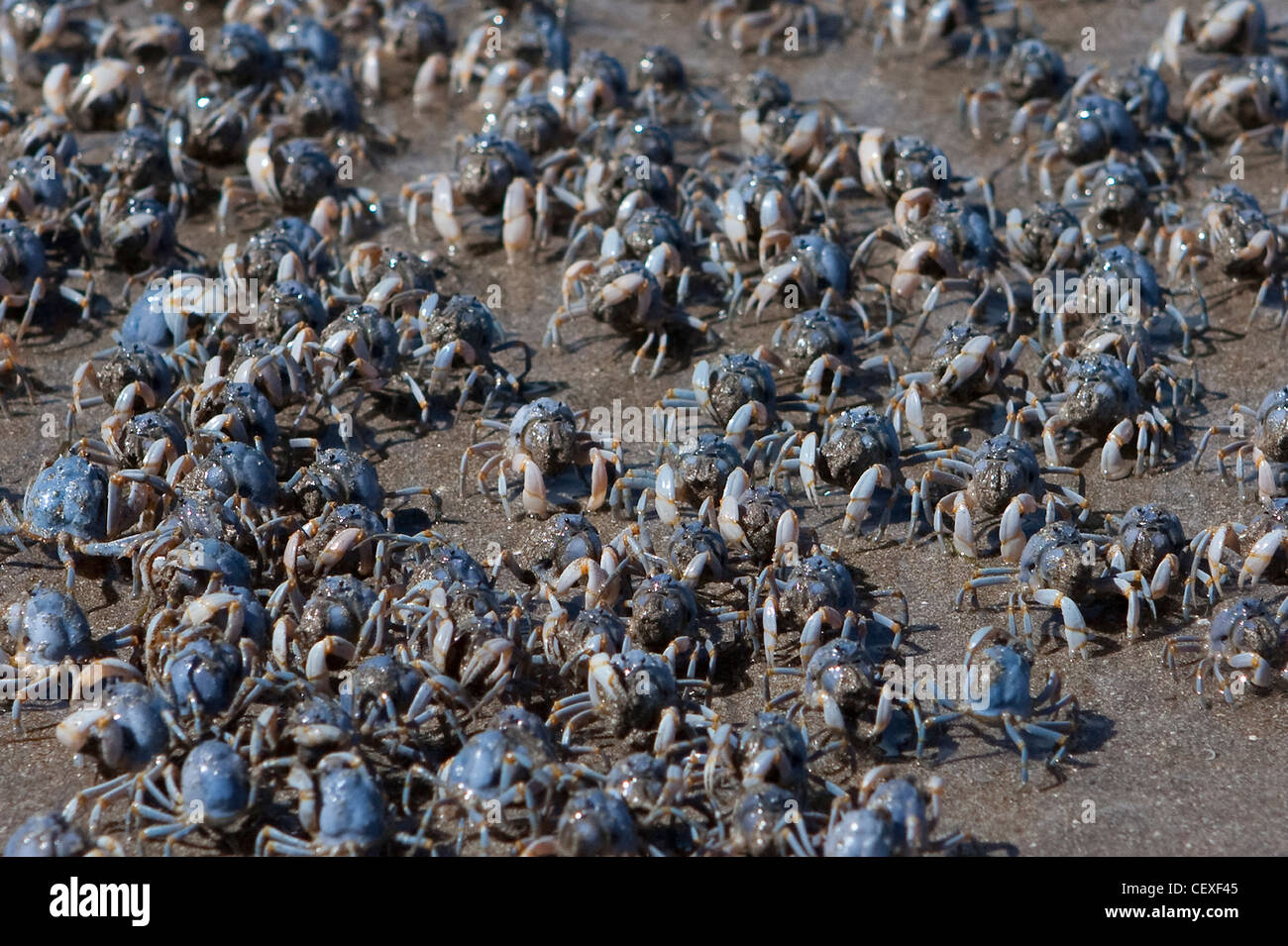Sand crabs hi-res stock photography and images - Alamy