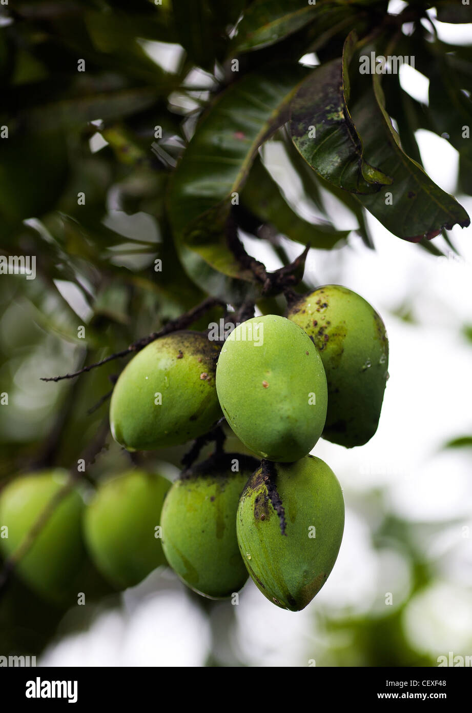 Indigenous fruit hangs from the tree in exotic Tagaytay City ...