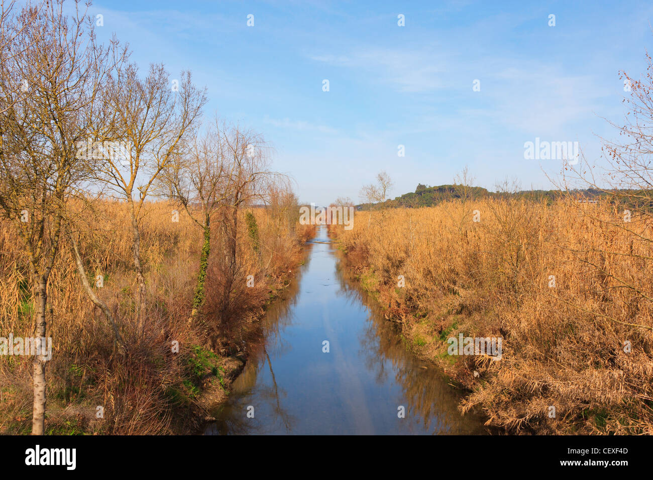 Landscape of a small river trough forest Stock Photo - Alamy