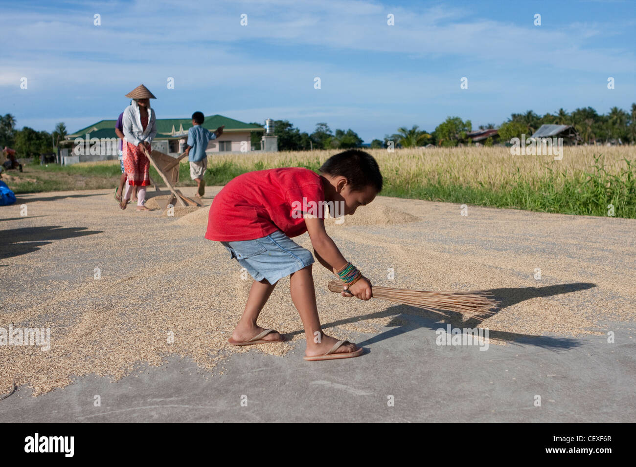 Young boy helping to gather rice dried at the roadside;Camiguin Island ...