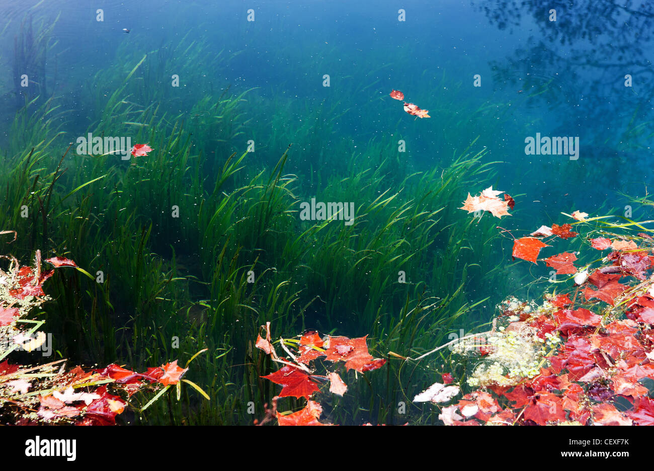 nature of alley spring river in missouri Stock Photo - Alamy