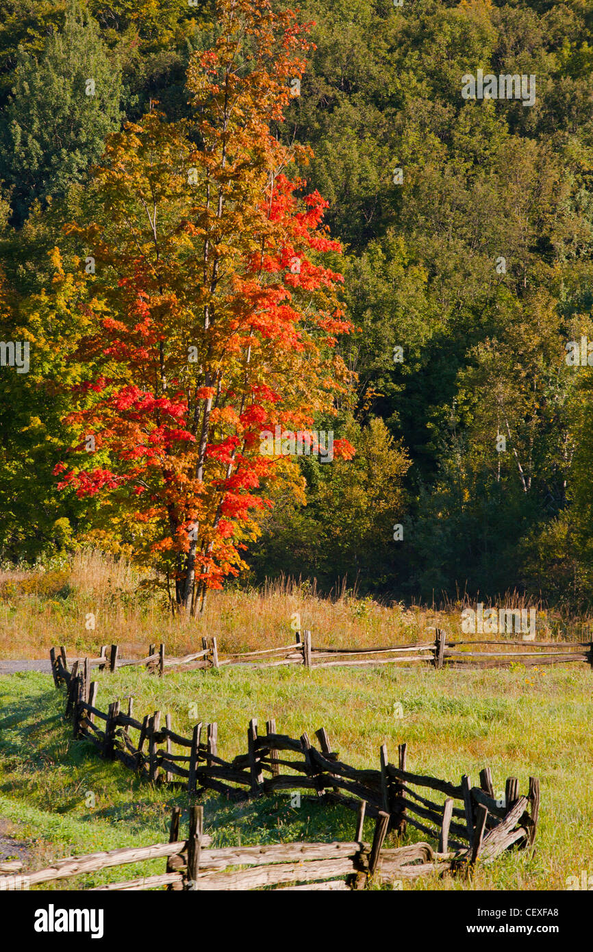 rail fence and trees with autumn colours; ville de lac brome, quebec ...