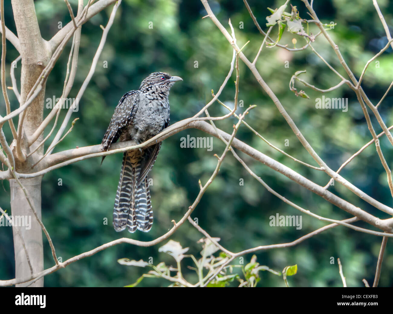 Eudynamys hi-res stock photography and images - Alamy