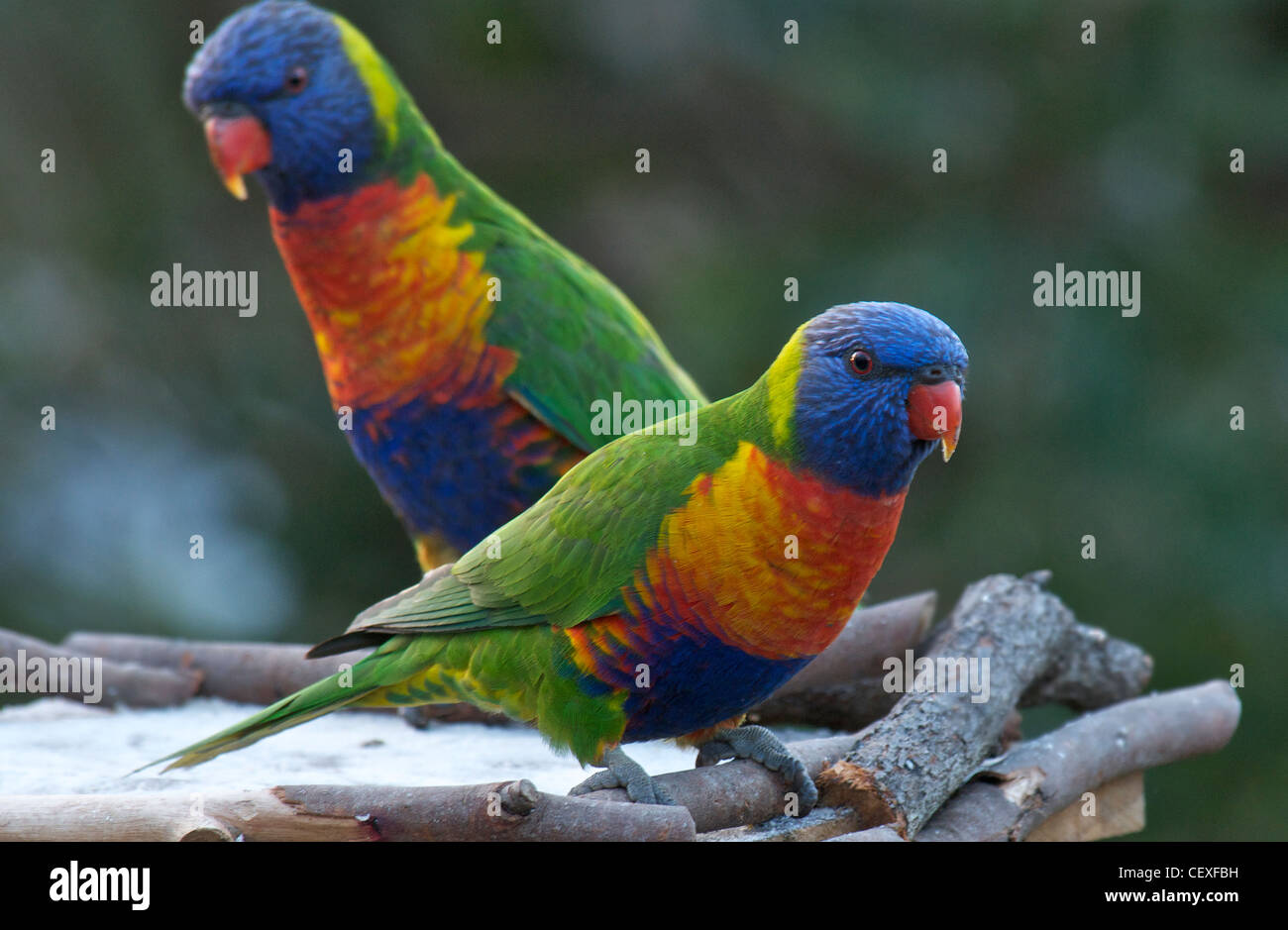 Parrot bird colour perch look hi-res stock photography and images - Alamy