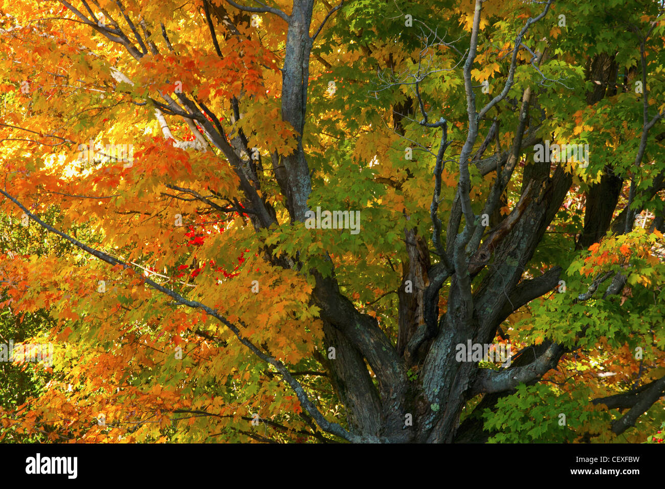 an old maple tree in autumn; ville de lac brome, quebec, canada Stock ...