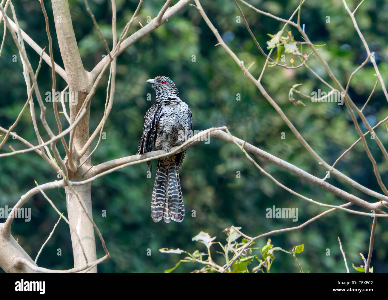 An Asian Koel (female) perched on a branch of a dead tree with green out of focus background ...