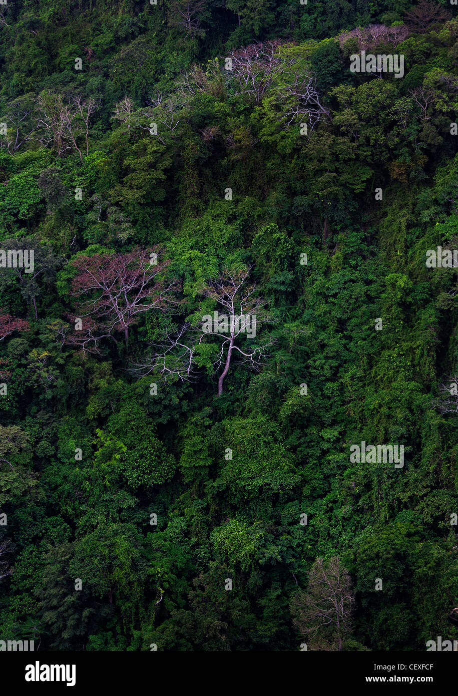 Deep green rain forest in Tagaytay, Cavite Province, Philippines Stock ...