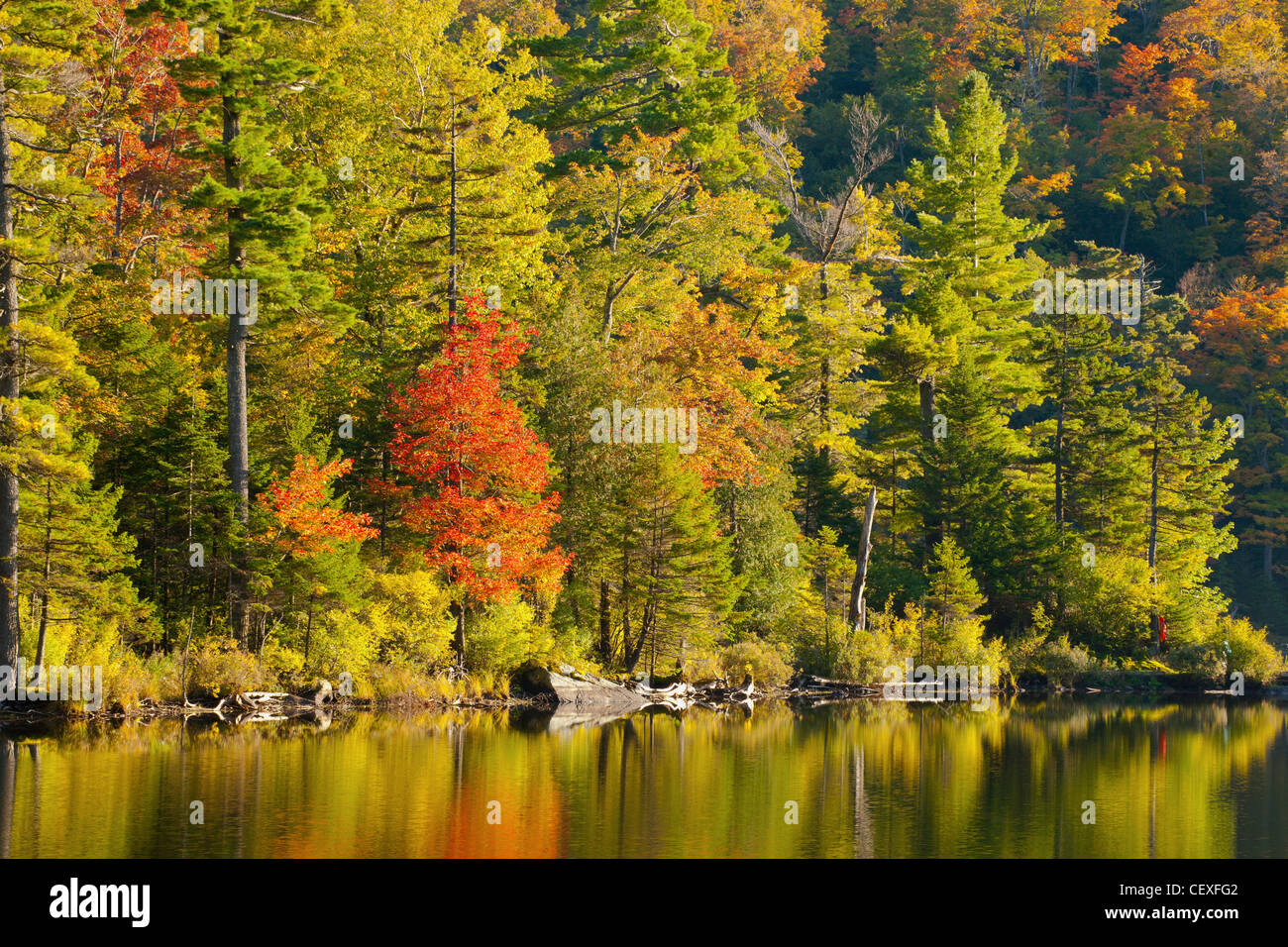 a lake and autumn colours in the late afternoon light; ville de lac ...