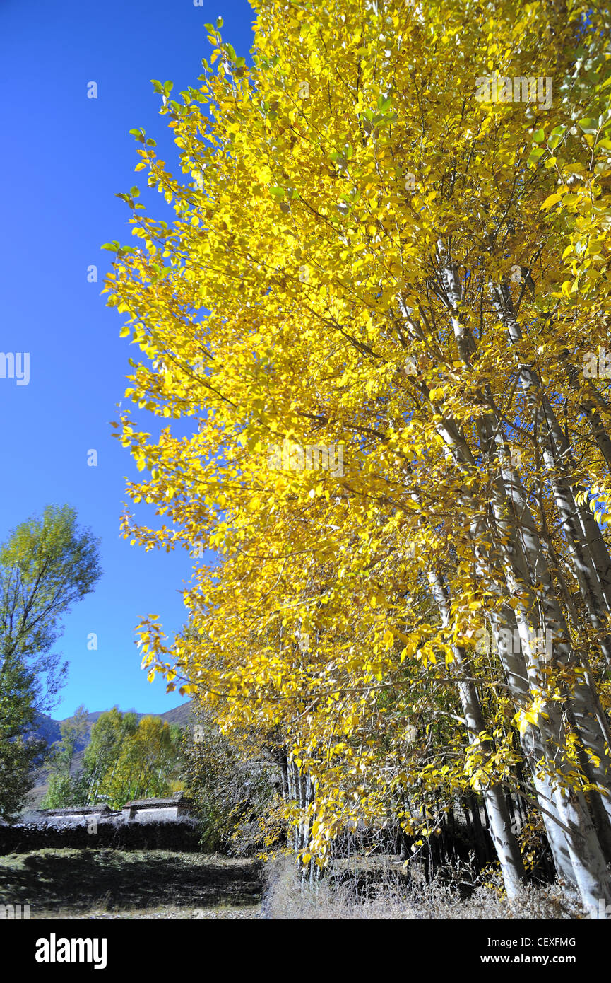 Western sichuan sichuan houses hi-res stock photography and images - Alamy