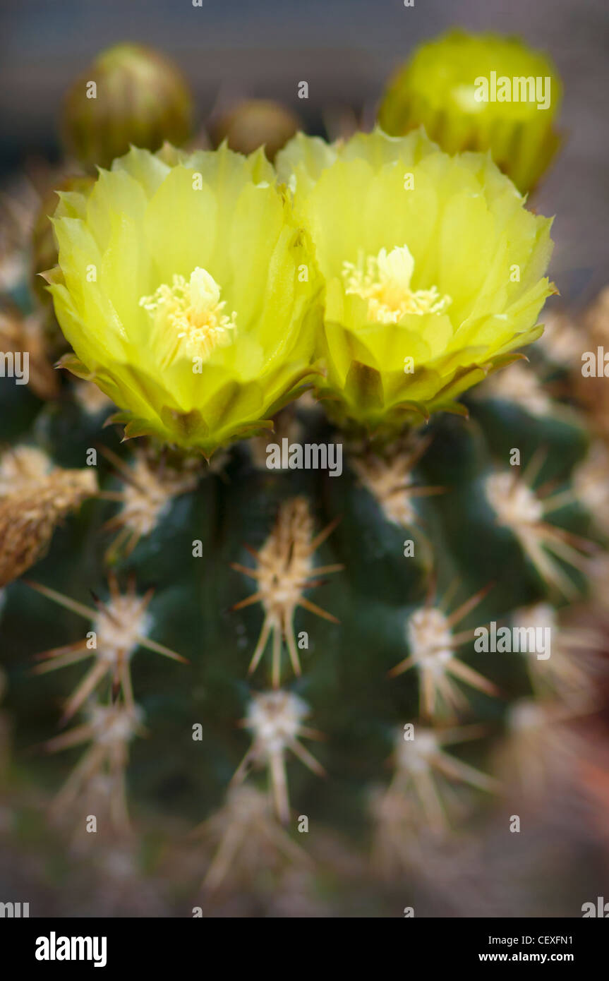 yellow cactus flower in bloom; berkeley, california, united states of ...