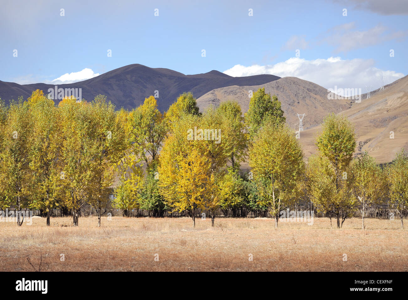 Western China, autumn trees xinduqiao Stock Photo - Alamy