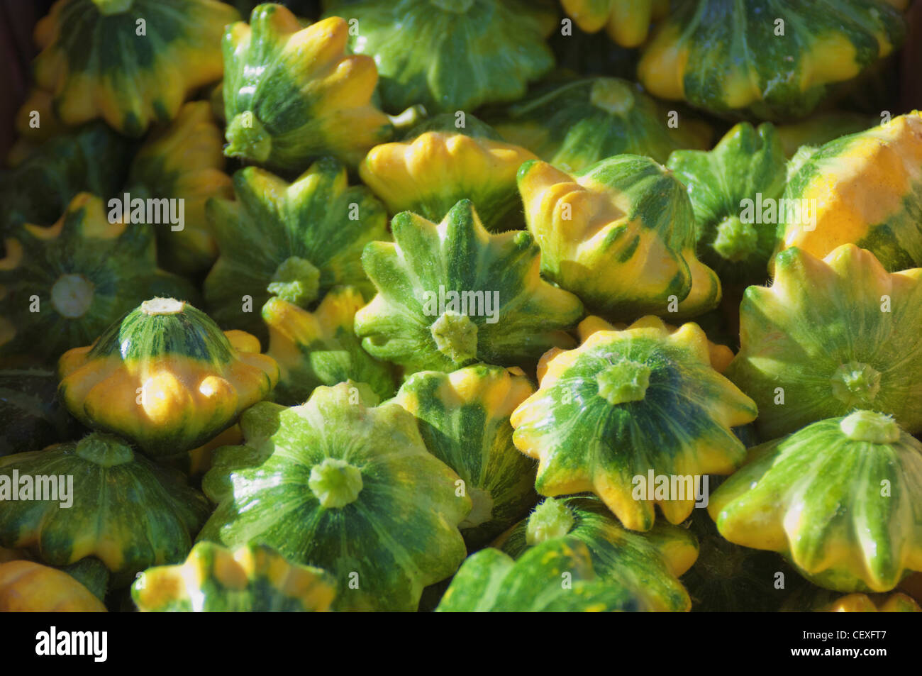 Custard marrow hi-res stock photography and images - Alamy