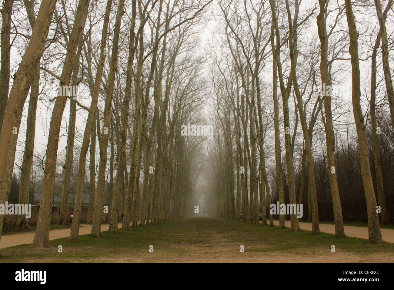 Trees in the Palace of Versailles in Paris, France, December 26, 2011 ...