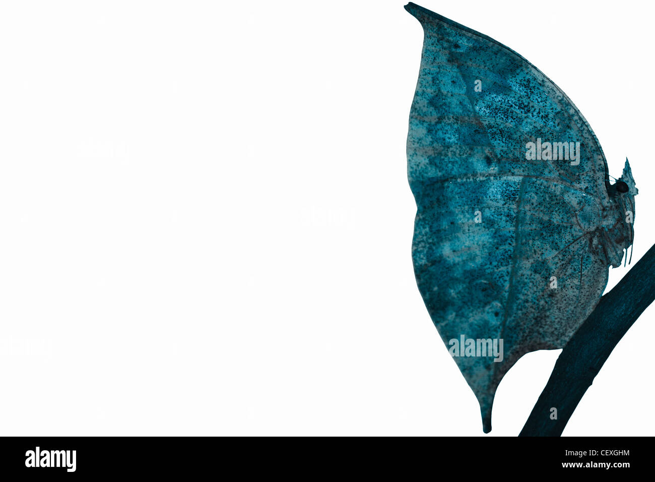 Dead leaf moth hi-res stock photography and images - Alamy