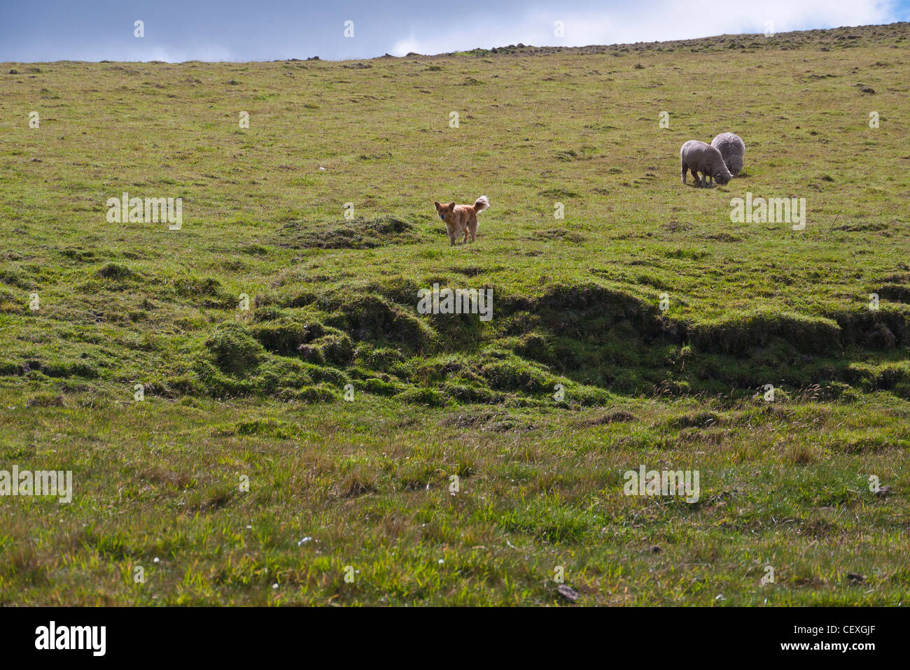 A sheep dog watches over sheep in the high Andes on the Quilotoa Loop ...
