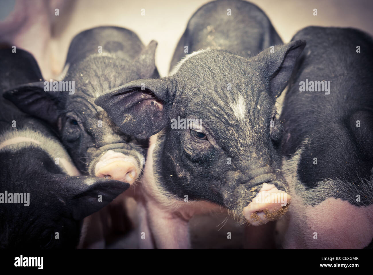 farm animal pig baby pet Stock Photo - Alamy