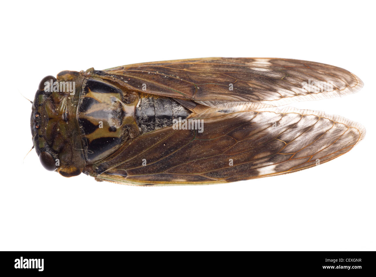 insect cicada isolated Stock Photo - Alamy