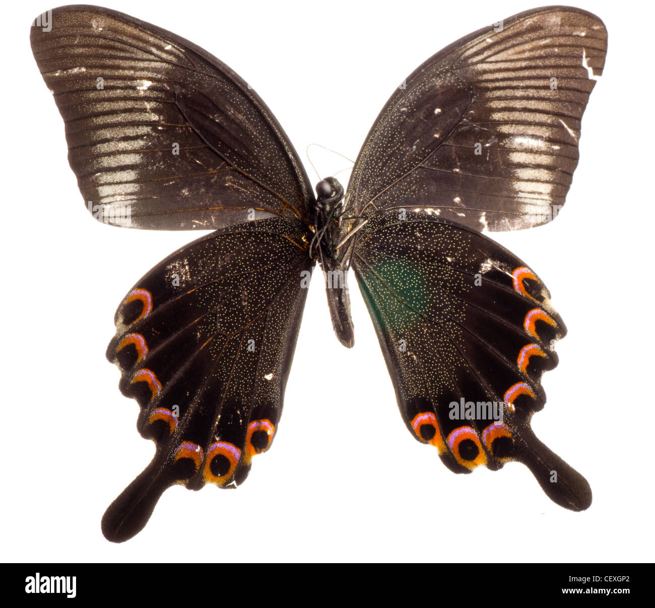insect butterfly isolated Stock Photo - Alamy