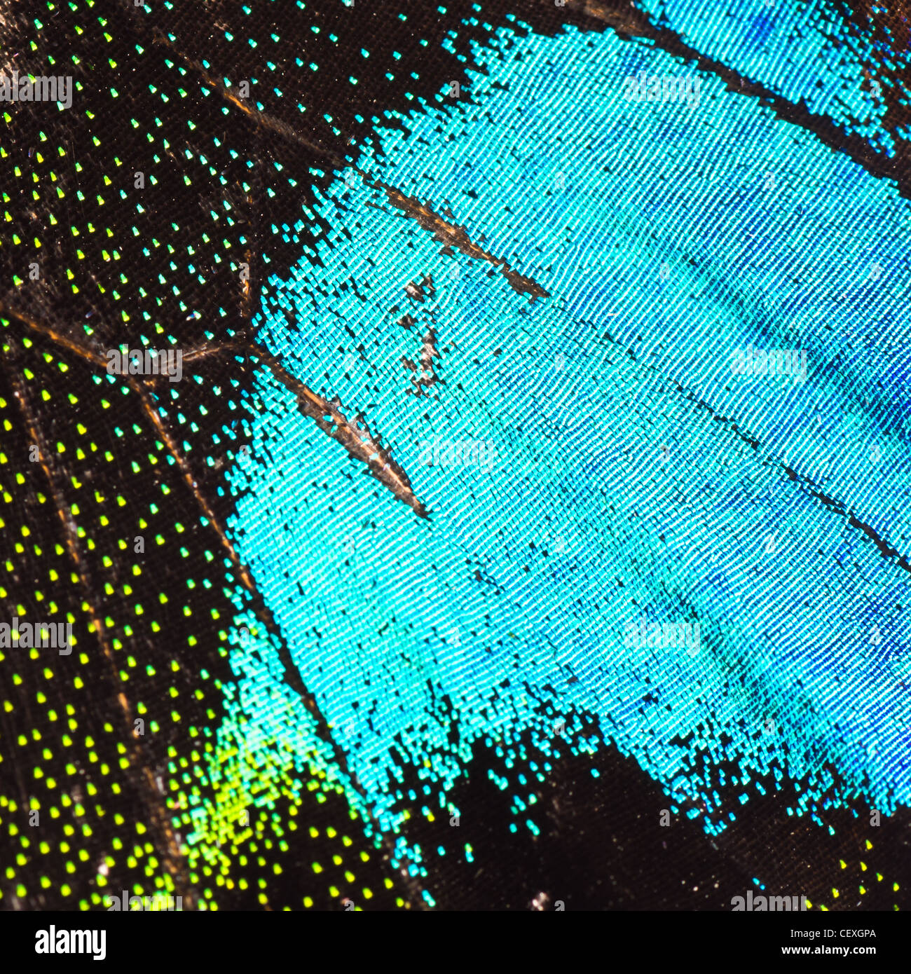 Paris peacock butterfly Papilio paris wing detail texture pattern Stock ...