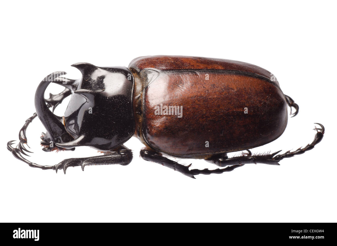 insect giant scarab rhino beetle Eupatorus sukkiti isolated Stock Photo ...