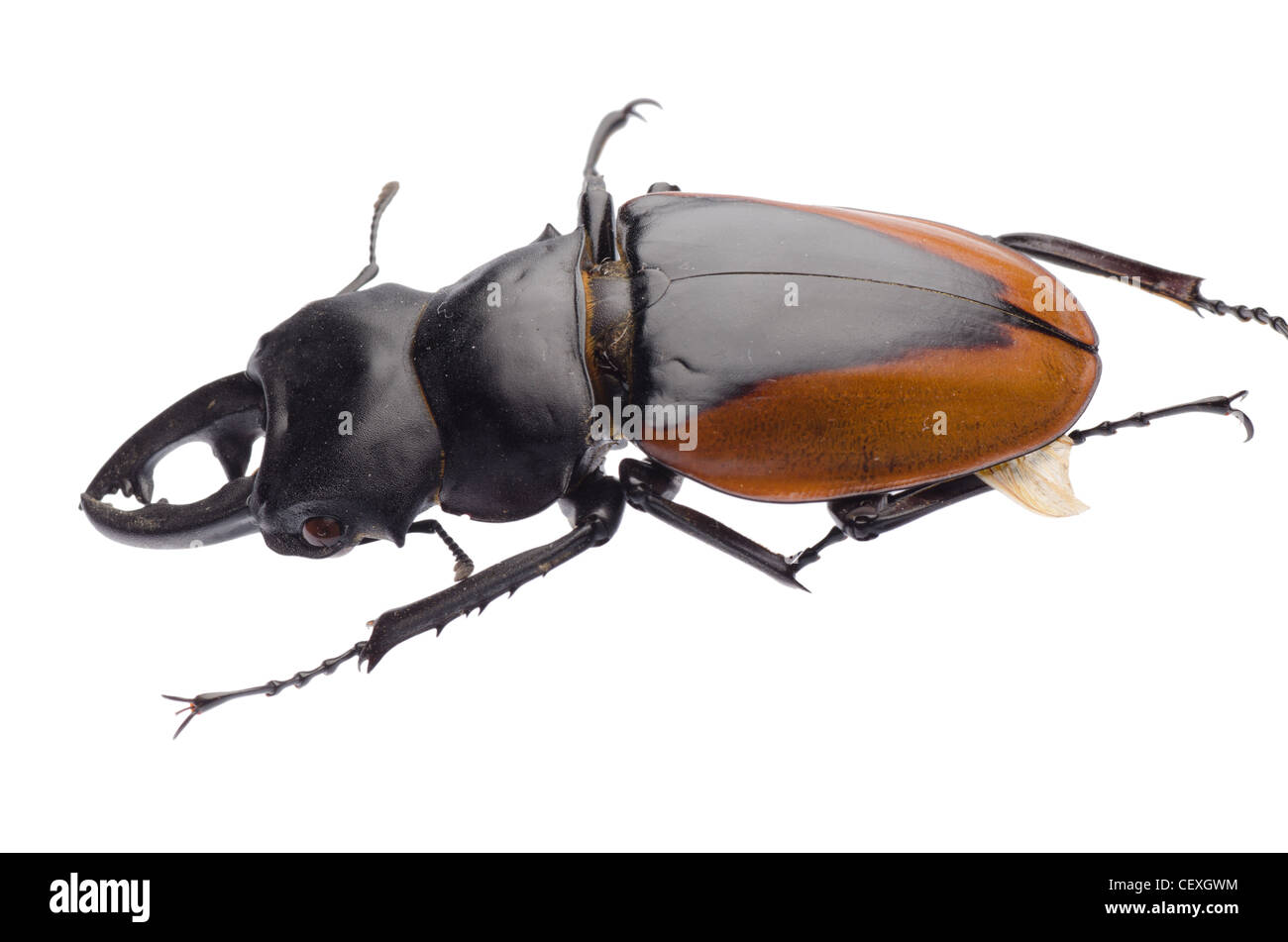 insect stag beetle isolated on white Stock Photo - Alamy