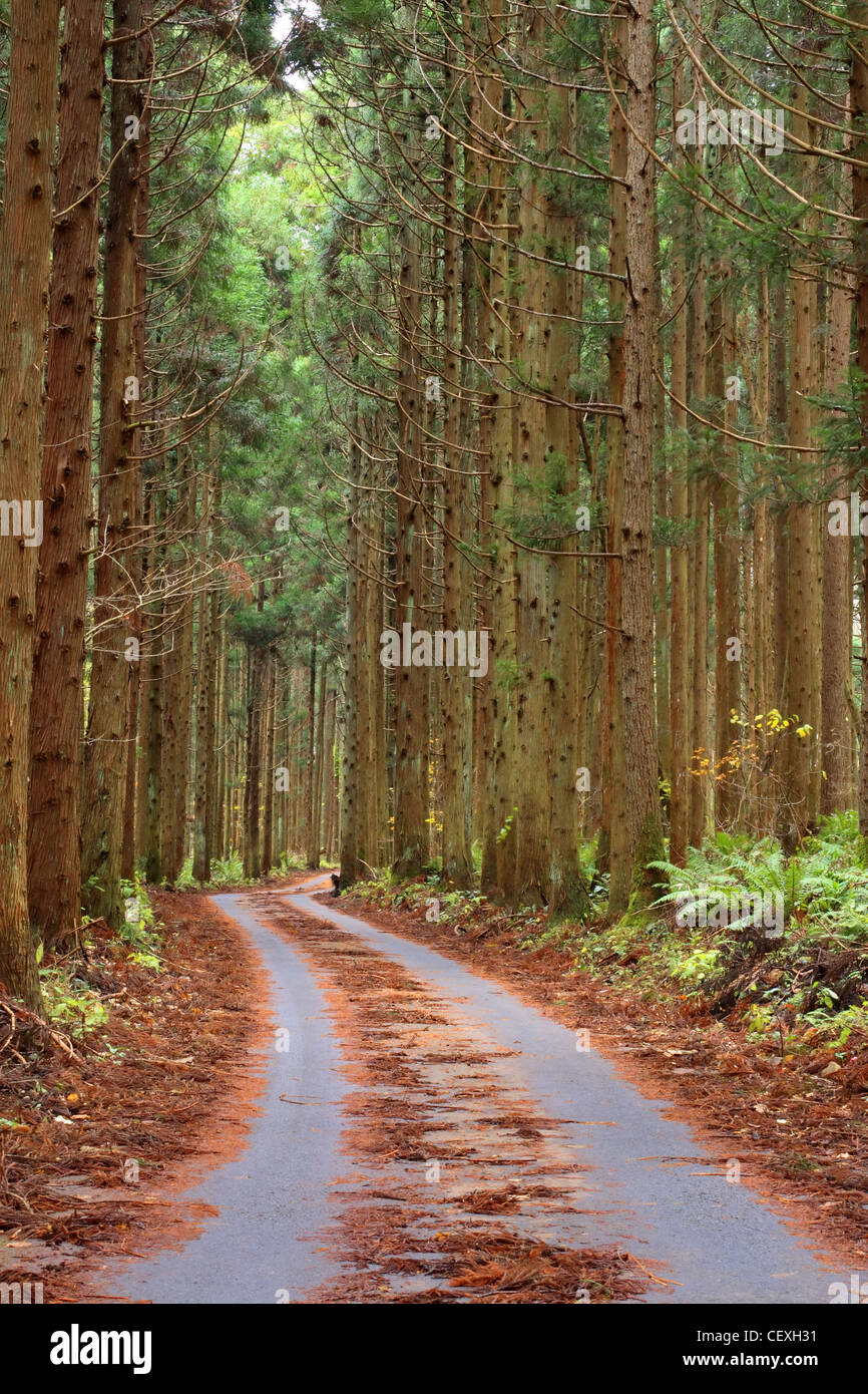 Path in an autumn fir trees forest-interesting perspective Stock Photo ...