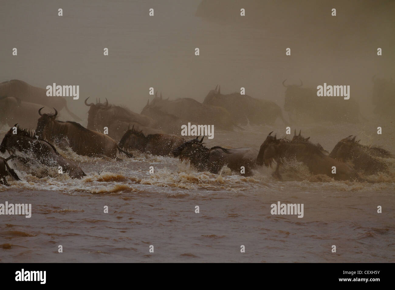 Mara migration hi-res stock photography and images - Alamy