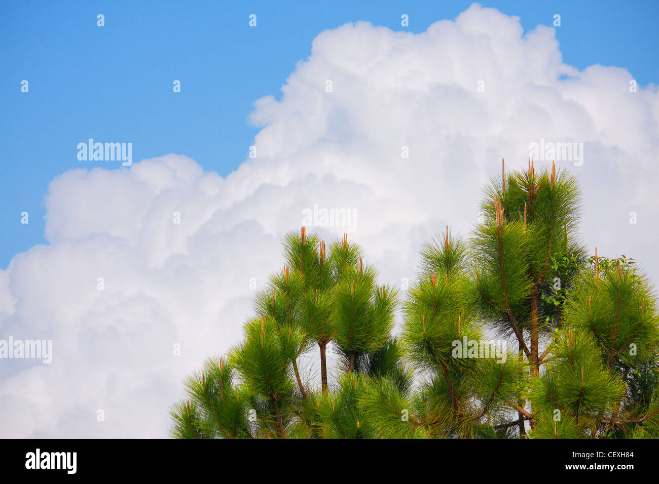 Tree cloud hi-res stock photography and images - Alamy