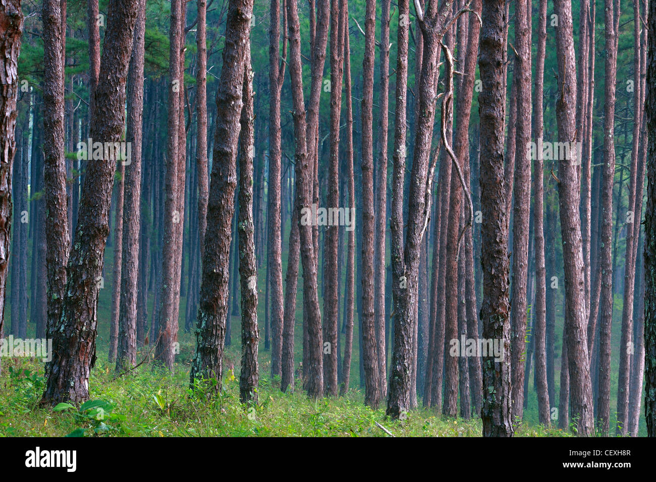 pine tree pattern Stock Photo - Alamy
