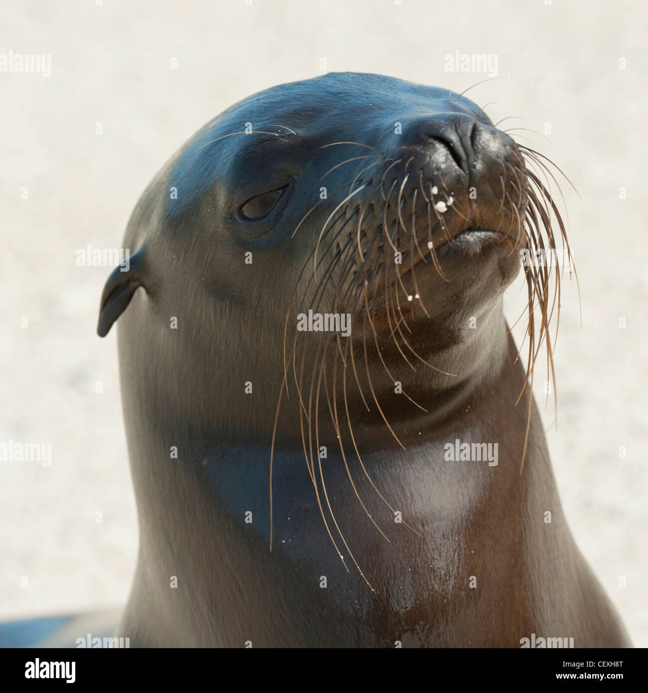 sea lion; galapagos, equador Stock Photo - Alamy