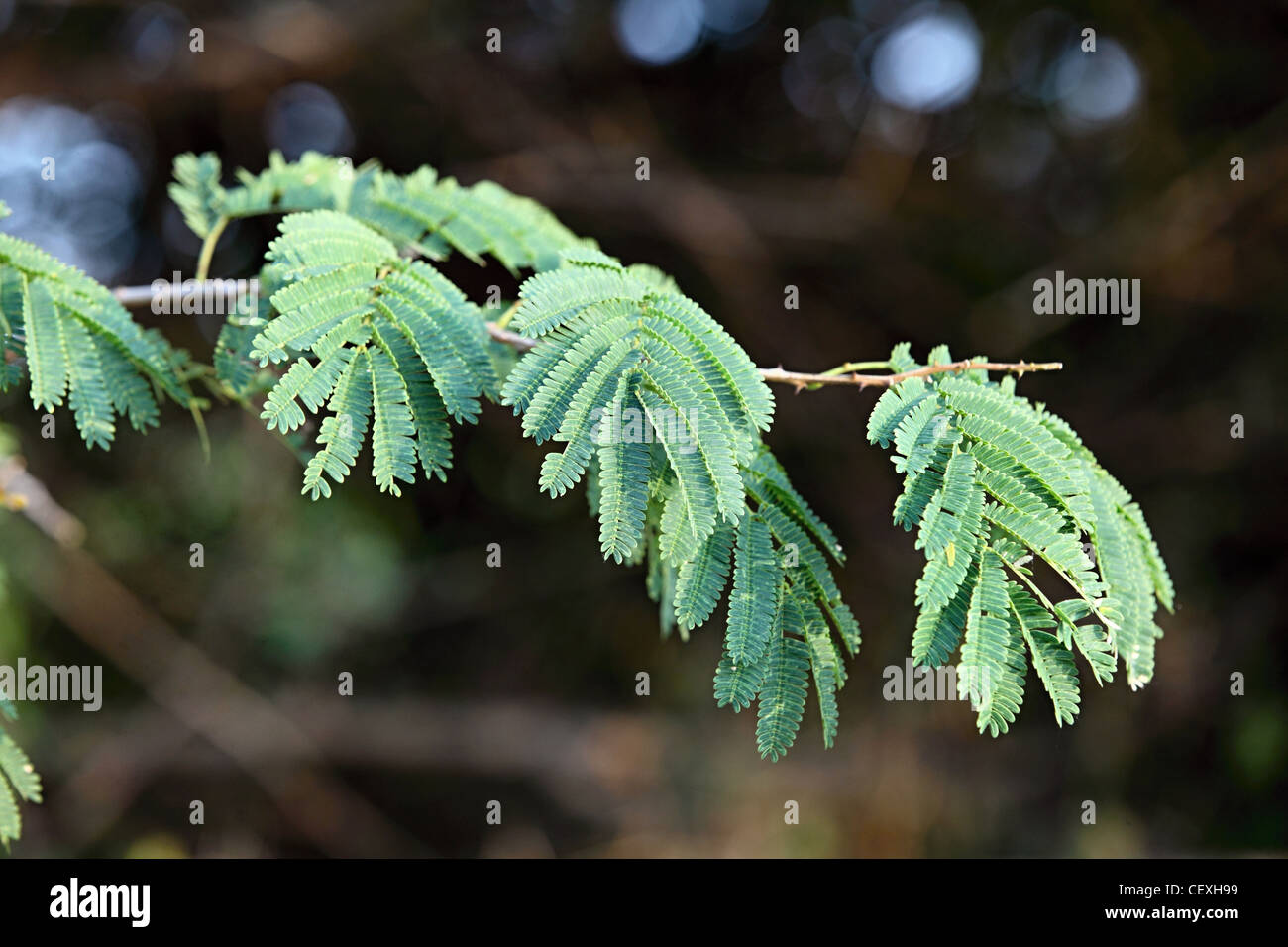 Acacia concinna leaves Andhra Pradesh South India Stock Photo - Alamy