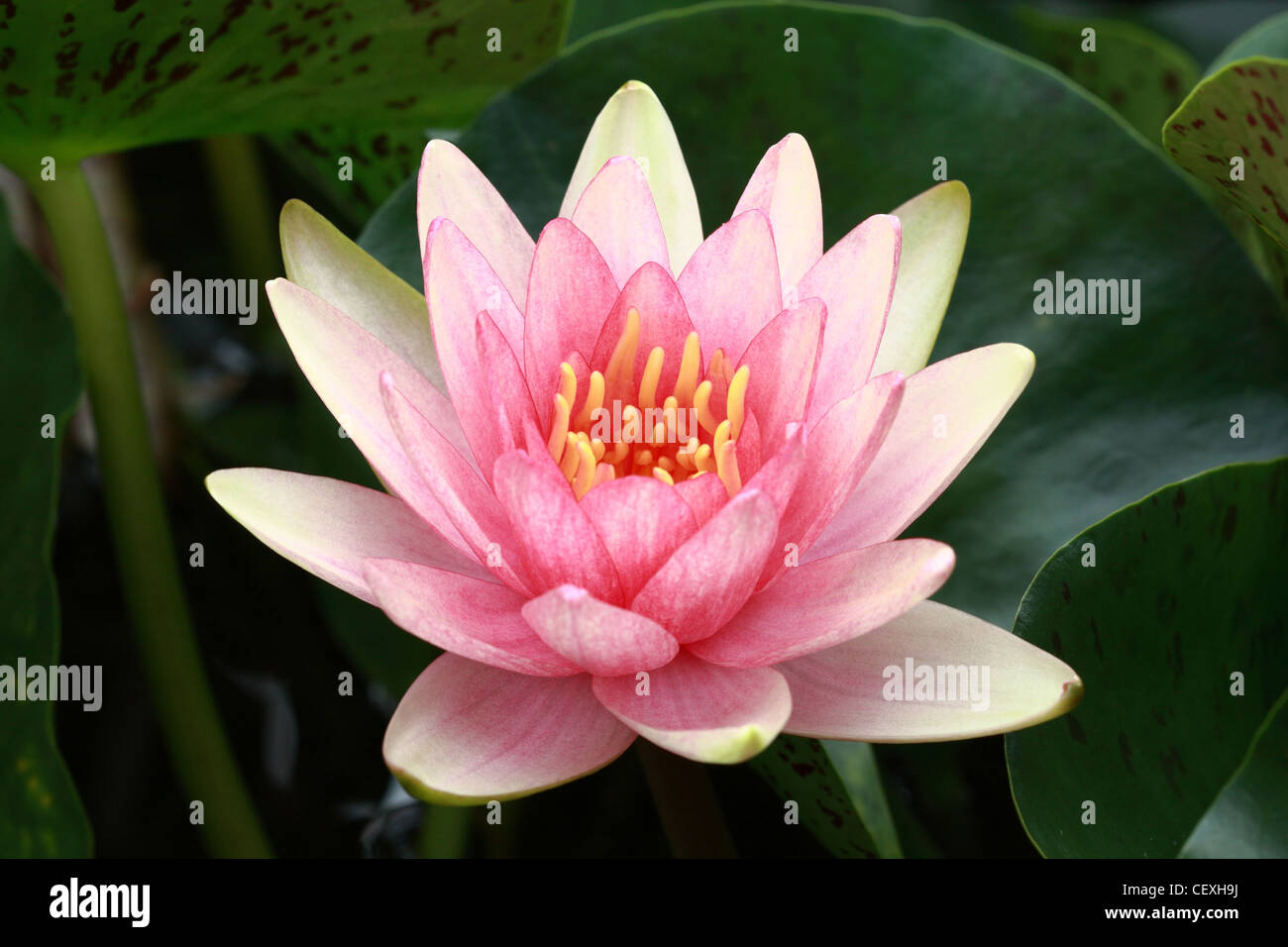 water lily, lotus Stock Photo - Alamy
