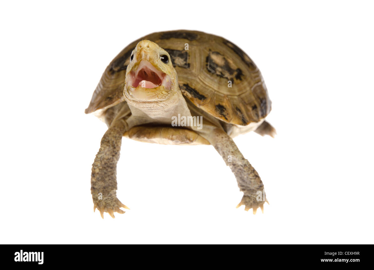 cute pet turtle tortoise isolated Stock Photo - Alamy