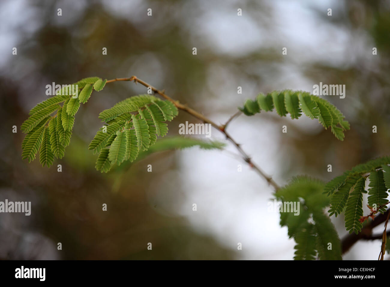 Concinna hi-res stock photography and images - Alamy