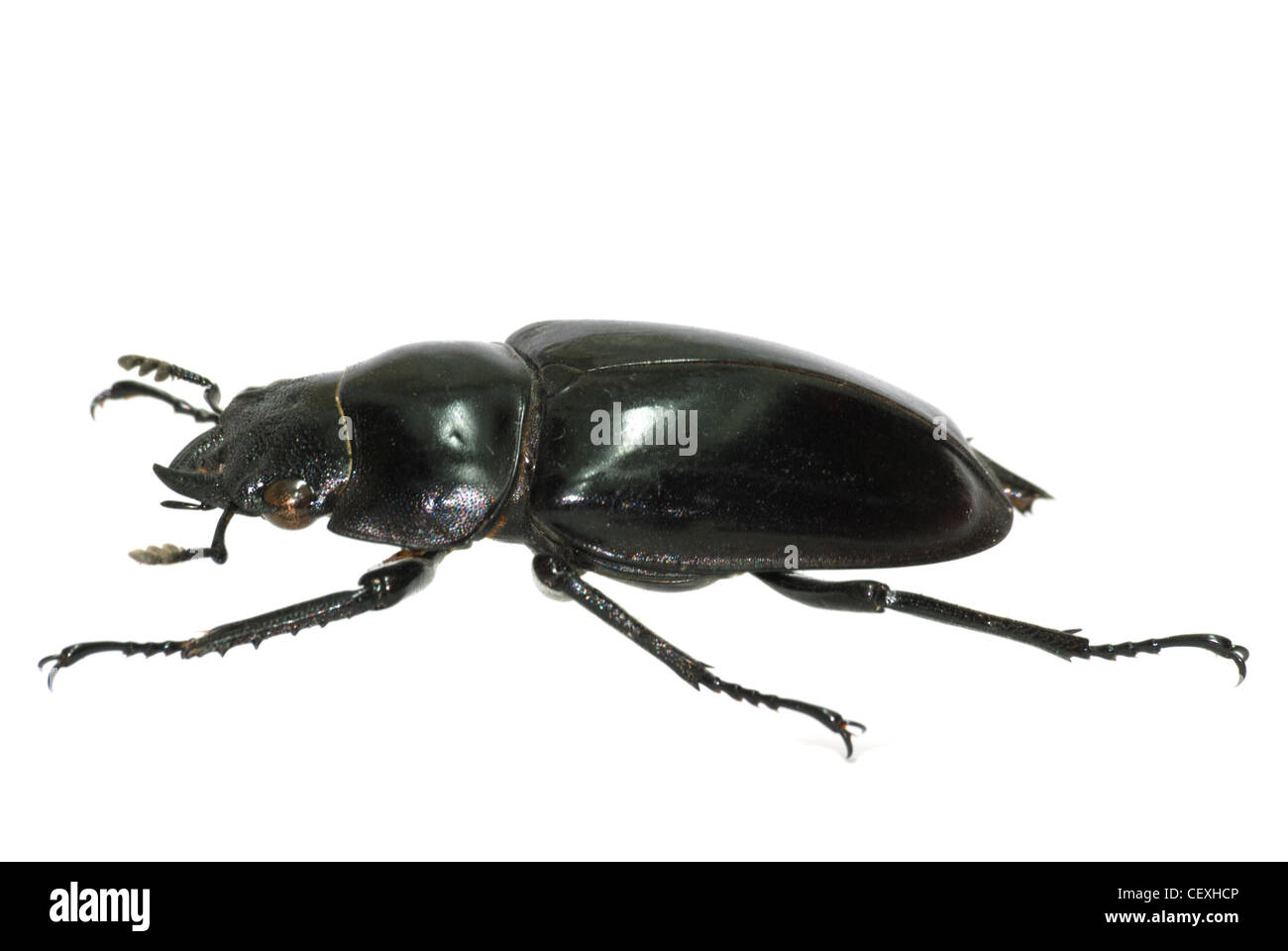 insect stag beetle bug isolated in white Stock Photo - Alamy