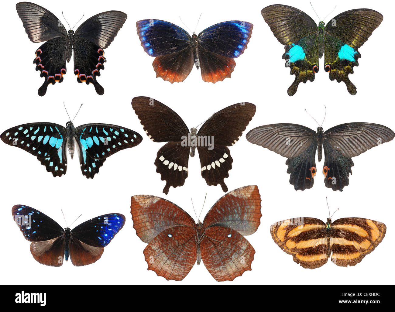 butterfly collection set isolated in white background Stock Photo - Alamy