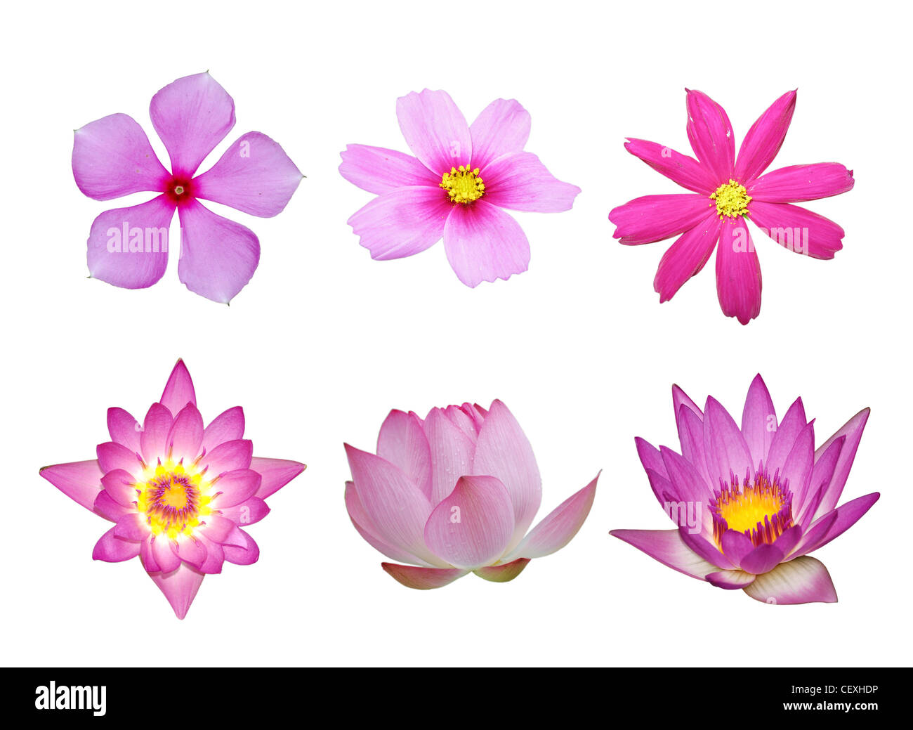 pink flower collection isolated in white background Stock Photo - Alamy