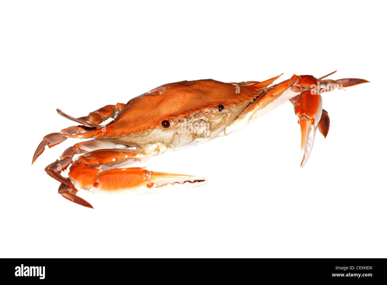 Close up red sea crab Cut Out Stock Images & Pictures - Alamy