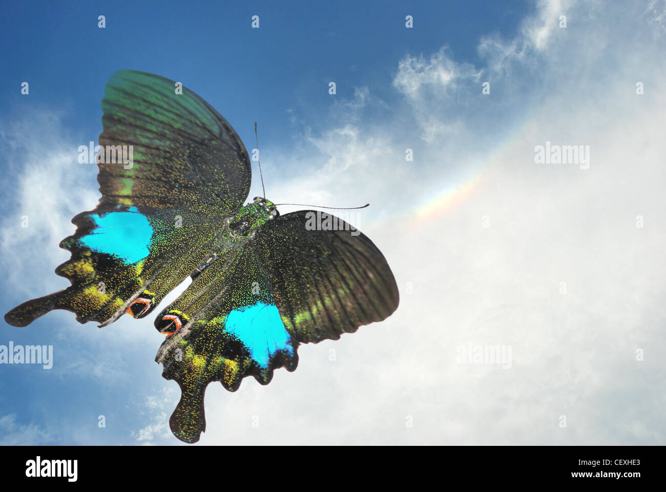 Rainbow butterfly hi-res stock photography and images - Alamy