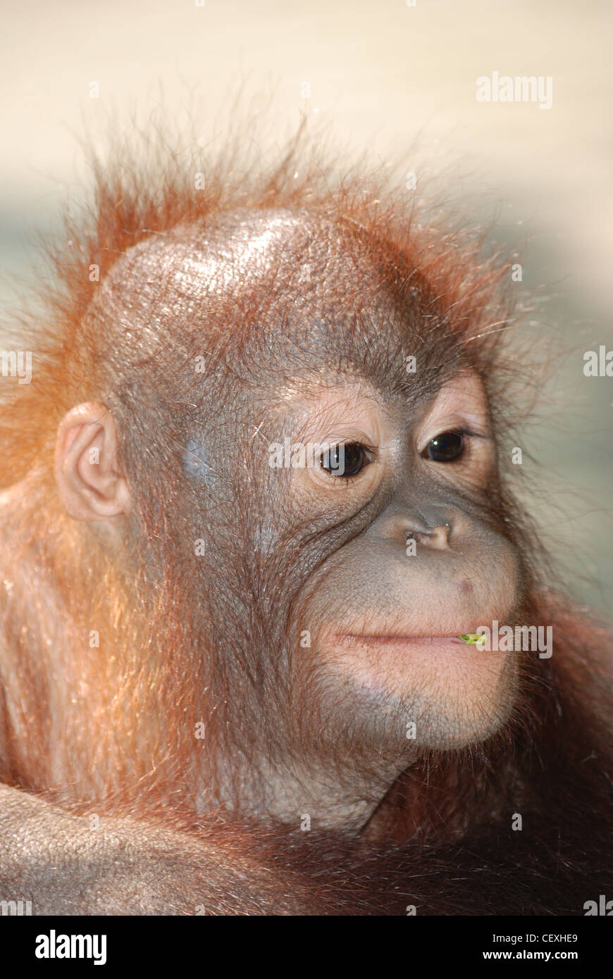 animal monkey ape portrait face Stock Photo - Alamy