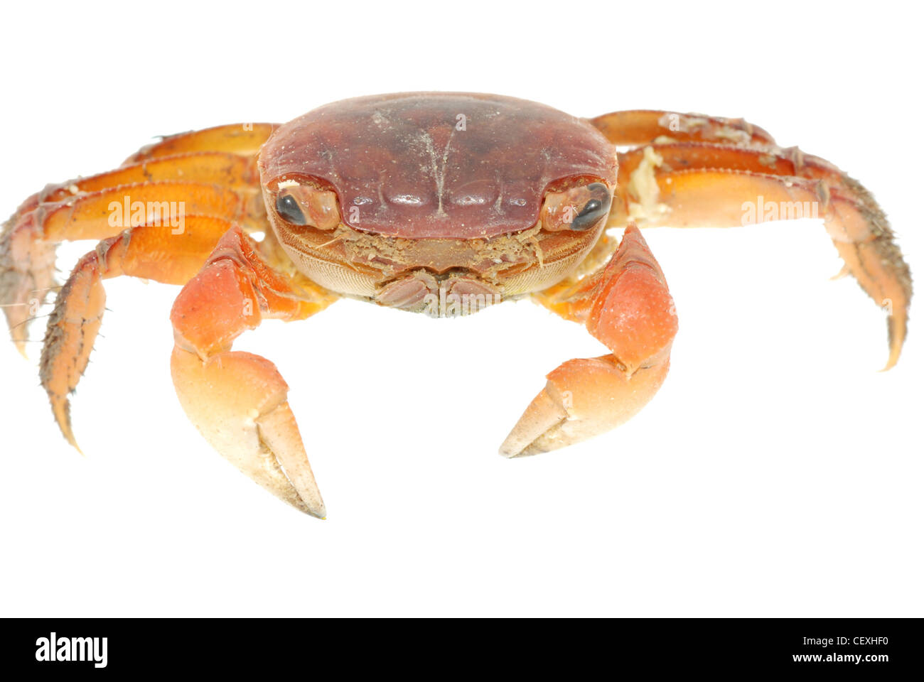 seafood animal red crab isolated on white Stock Photo - Alamy