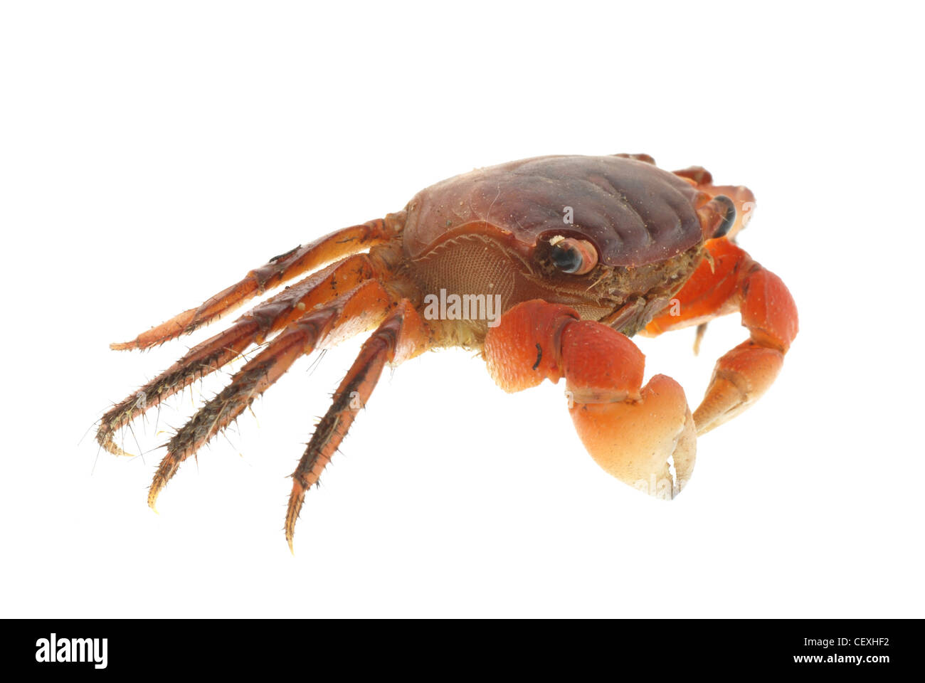 seafood animal red crab isolated on white Stock Photo - Alamy