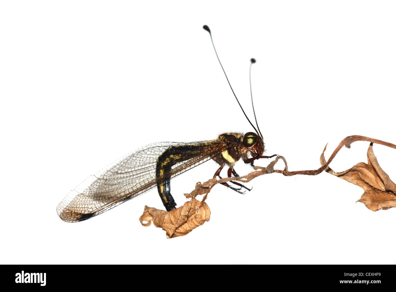 insect owl fly isolated in white background Stock Photo - Alamy