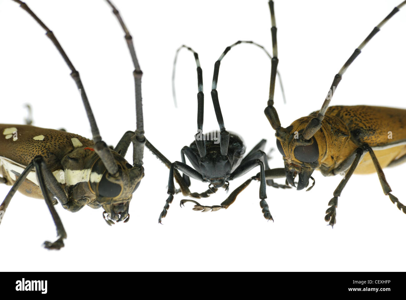 insect long horn beetle conference Stock Photo - Alamy