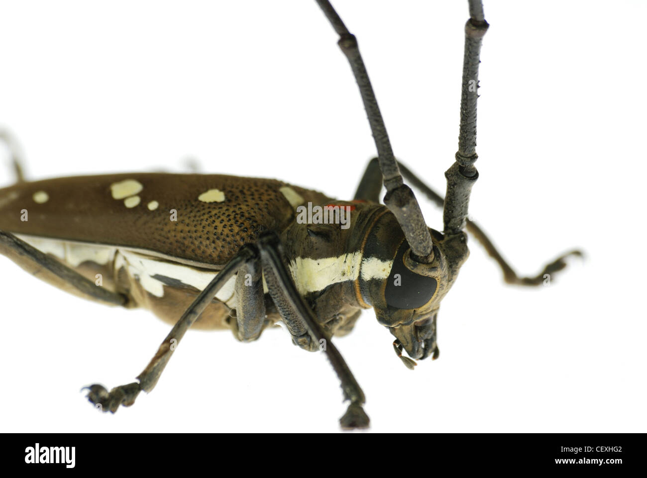 insect long horn beetle isolated Stock Photo - Alamy