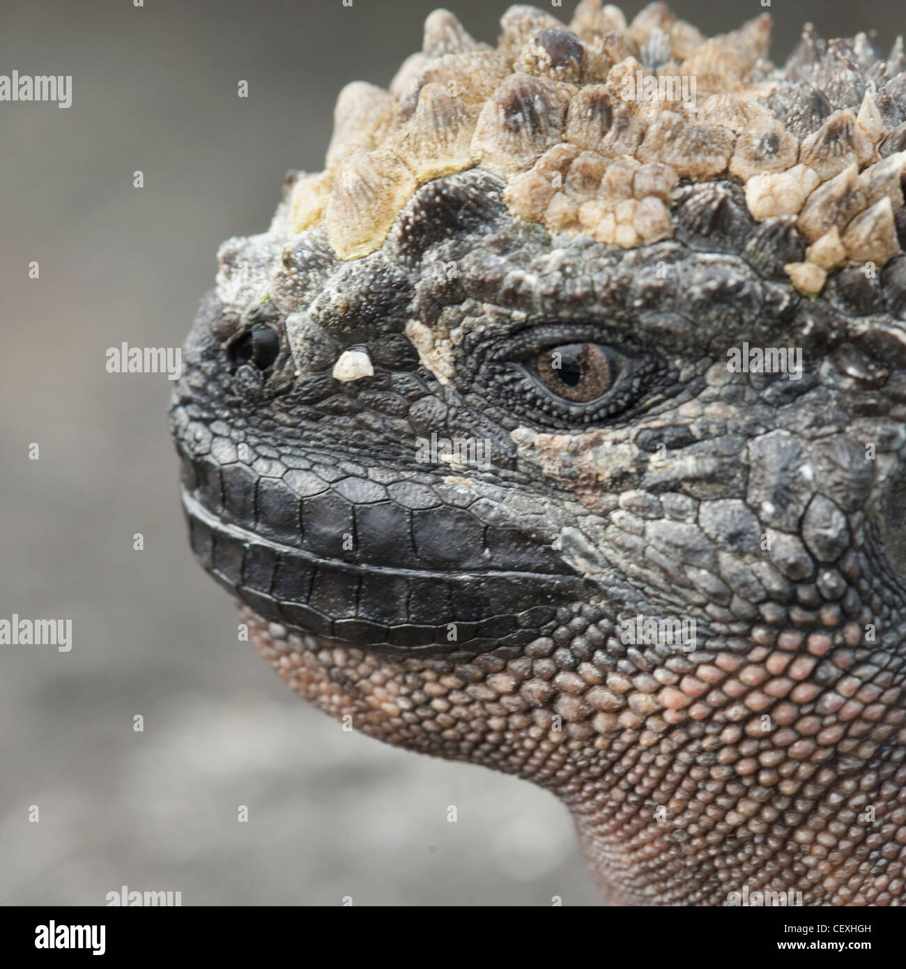 marine iguana (amblyrhynchus cristatus); galapagos, equador Stock Photo ...